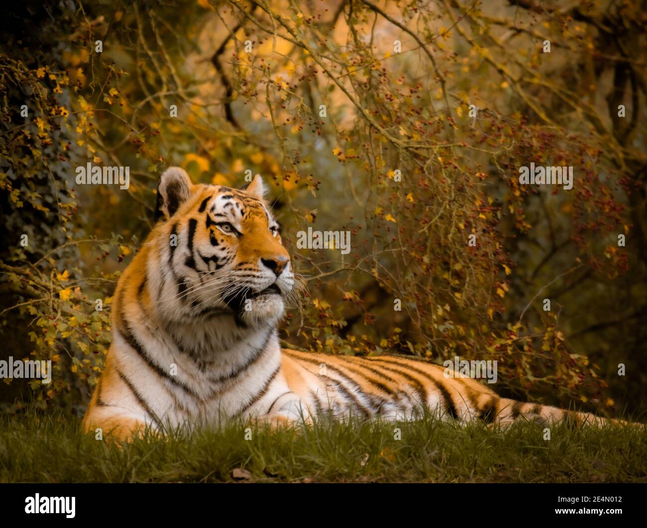 autumn tiger 2 Stock Photo - Alamy
