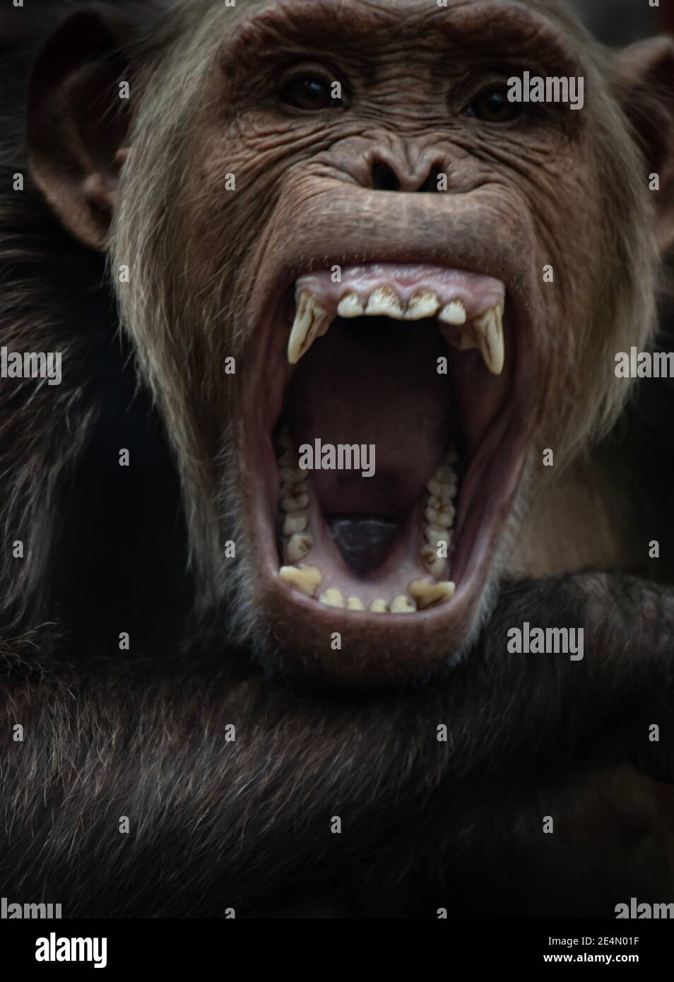 Chimpanzee yawning hi-res stock photography and images - Alamy