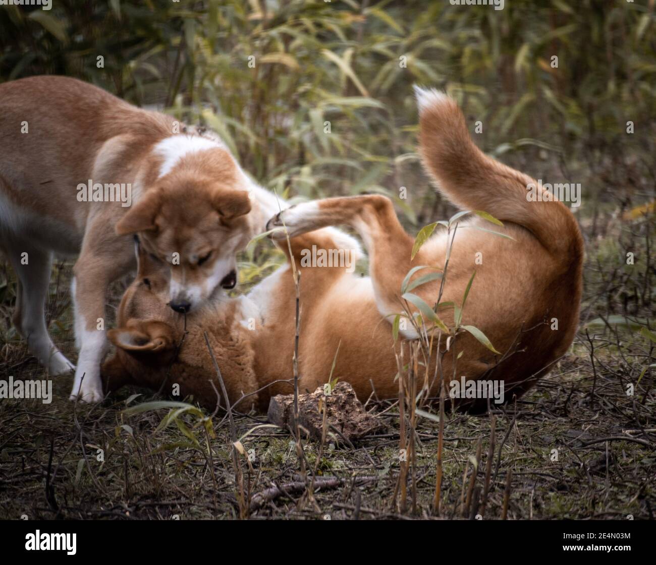 Dingo 2 hi-res stock photography and images - Alamy