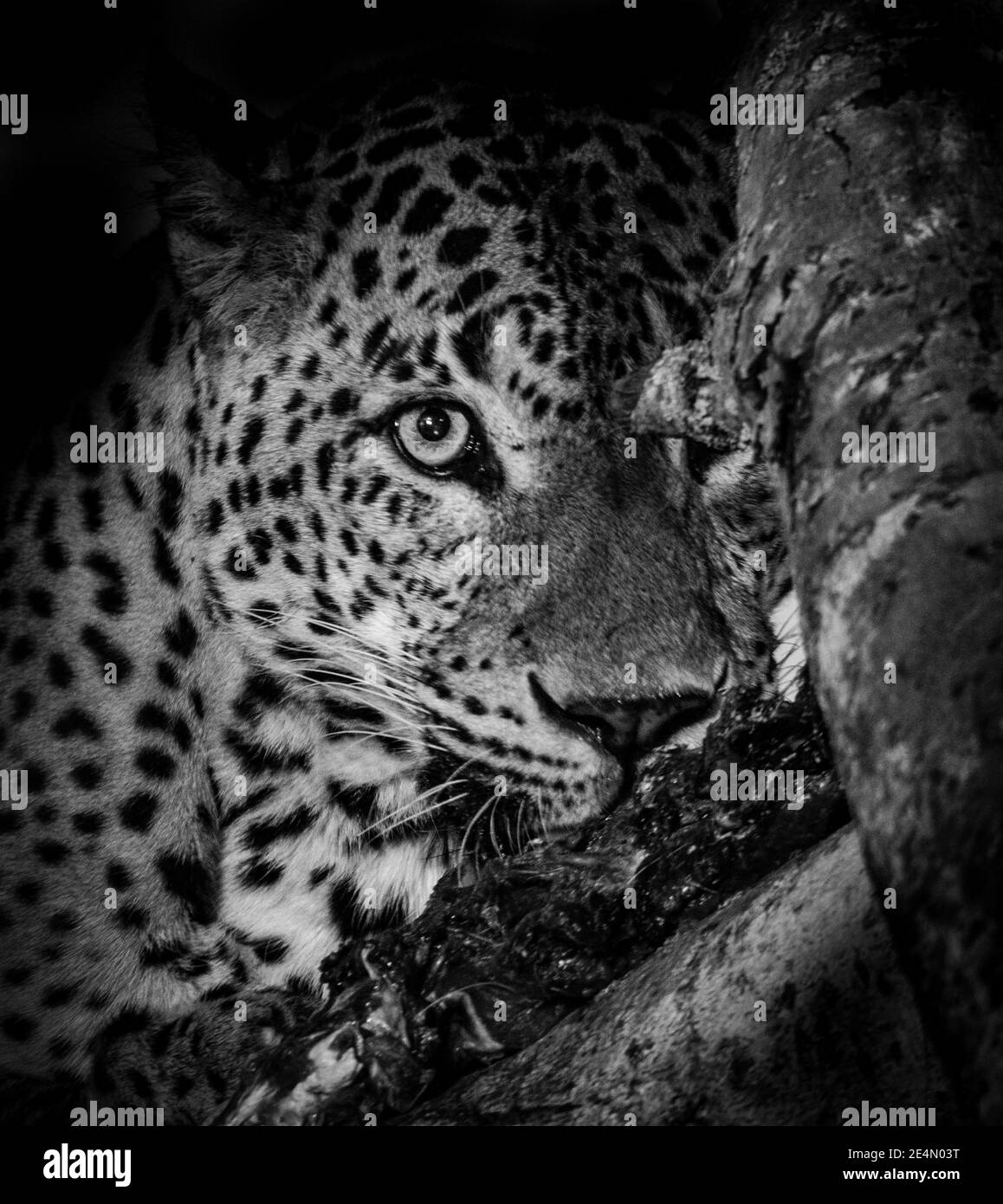 black and white leopard portrait Stock Photo - Alamy