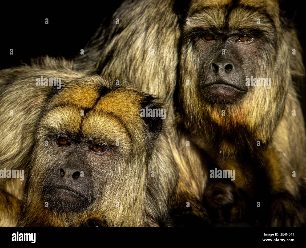 2 howler monkeys Stock Photo - Alamy