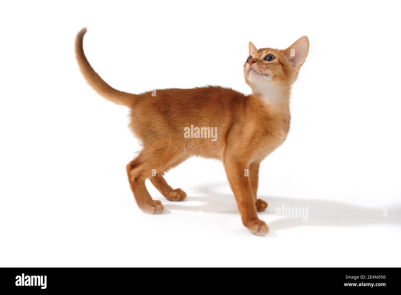 Abyssinian ginger kitten on a white background Stock Photo - Alamy