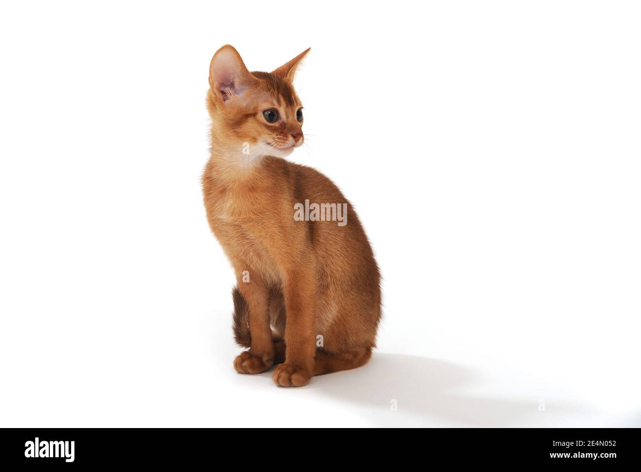 Abyssinian ginger kitten on a white background Stock Photo - Alamy