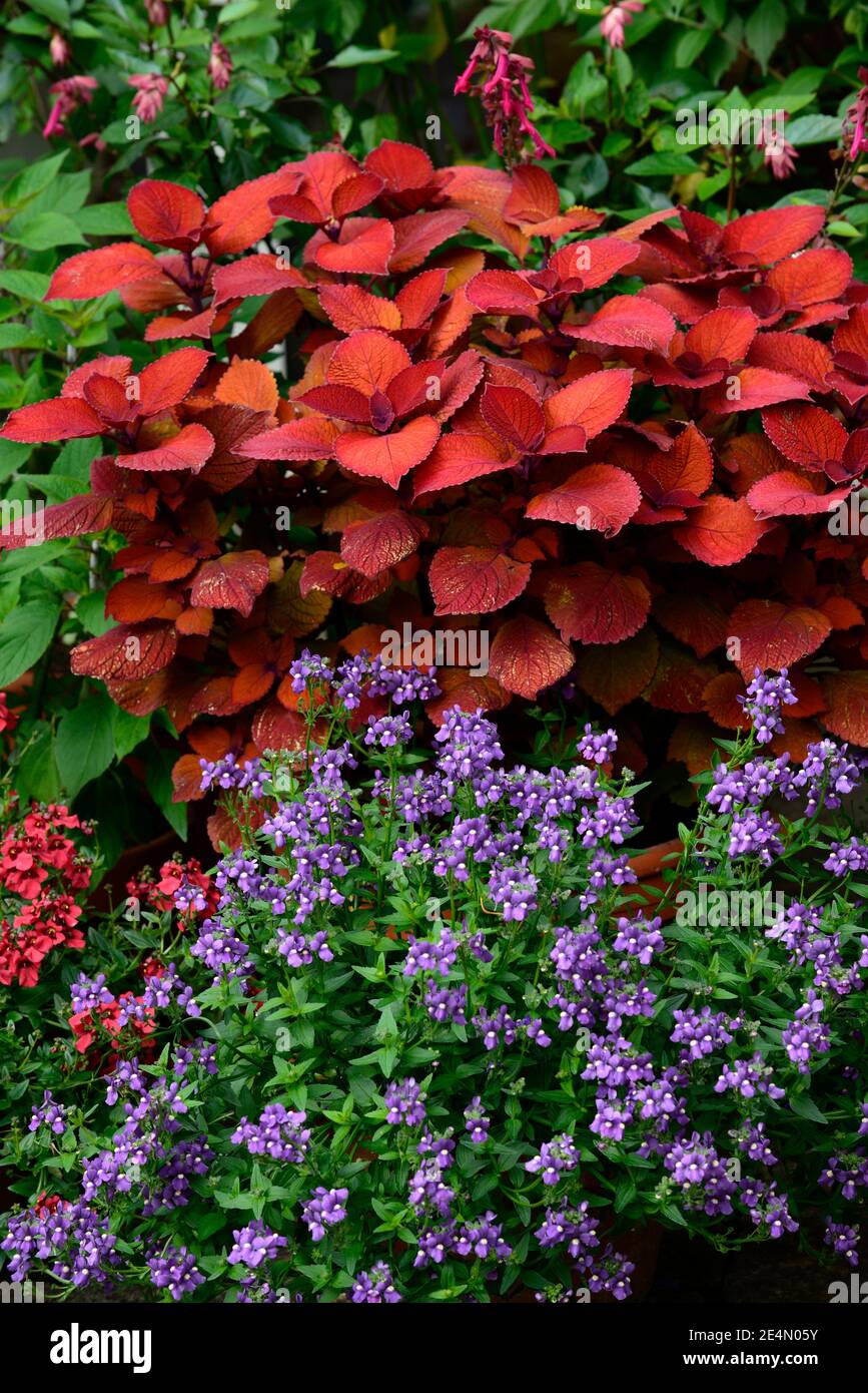 Coleus Campfire,Solenostemon scutellarioides Campfire,nemesia,orange ...