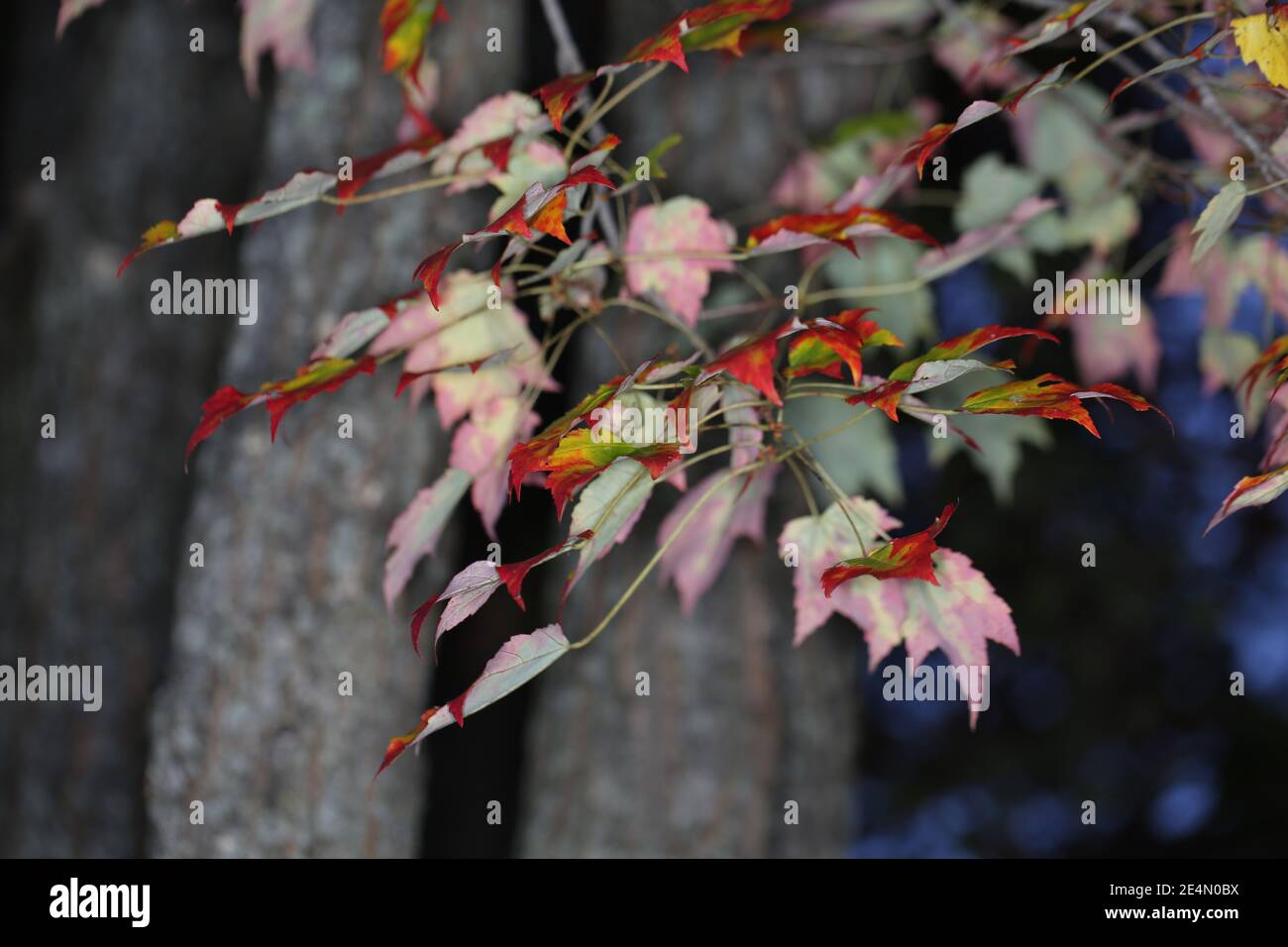 Maple tree branch in the middle of turning colors in early October ...