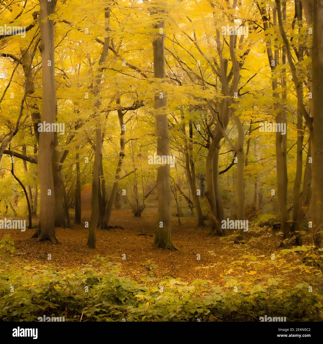 Suffolk woods autumn hi-res stock photography and images - Alamy