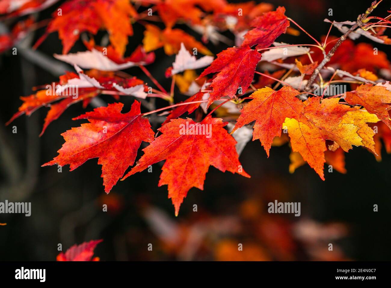 Maple tree branch in the middle of turning colors in early October ...