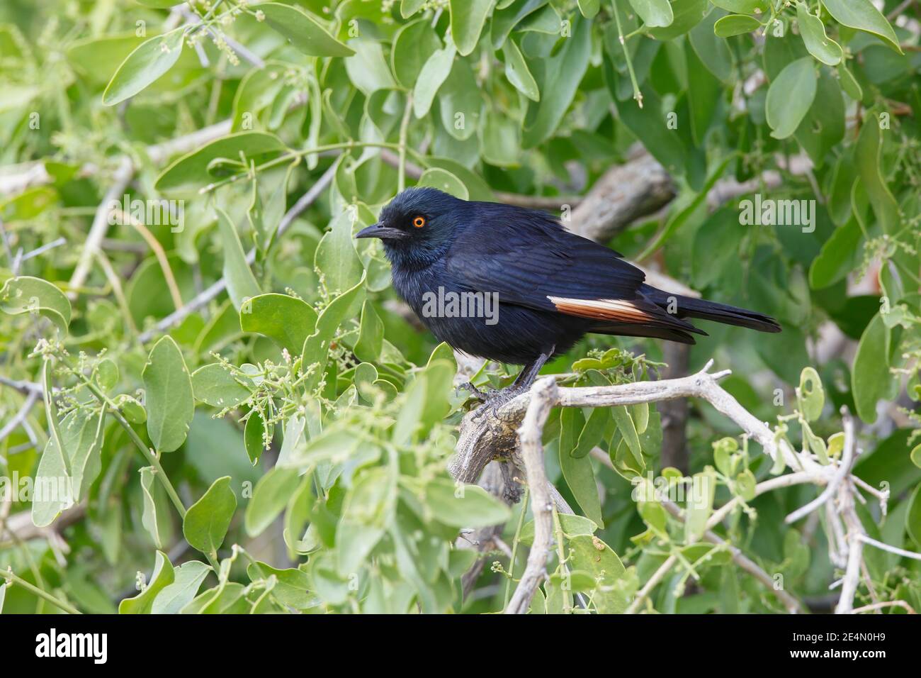 Pale winged starling hi-res stock photography and images - Alamy