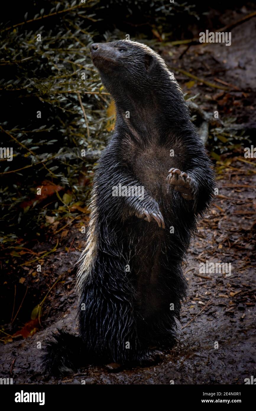 honey badger standing on back legs Stock Photo - Alamy
