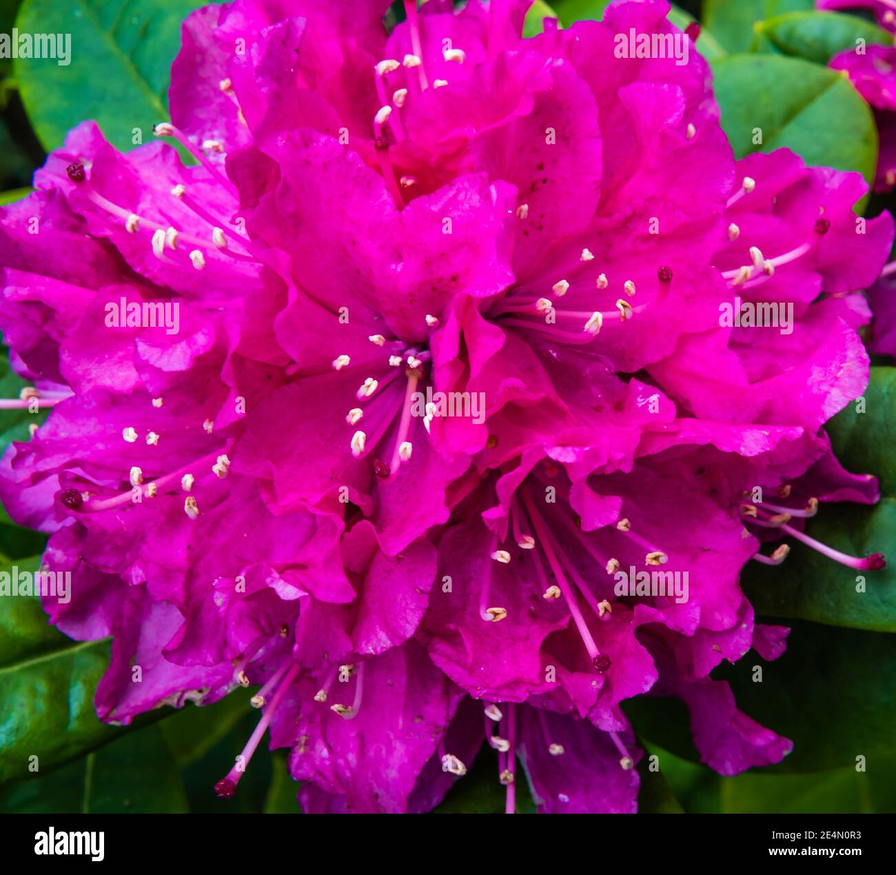 Rocket gardens hi-res stock photography and images - Alamy