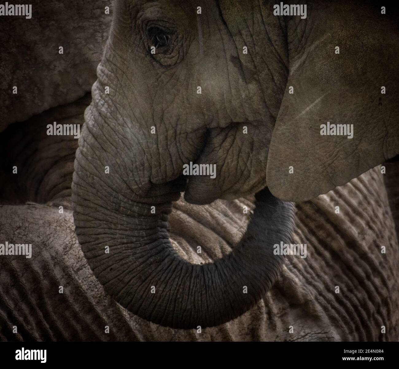 baby elephant side profile portrait Stock Photo - Alamy
