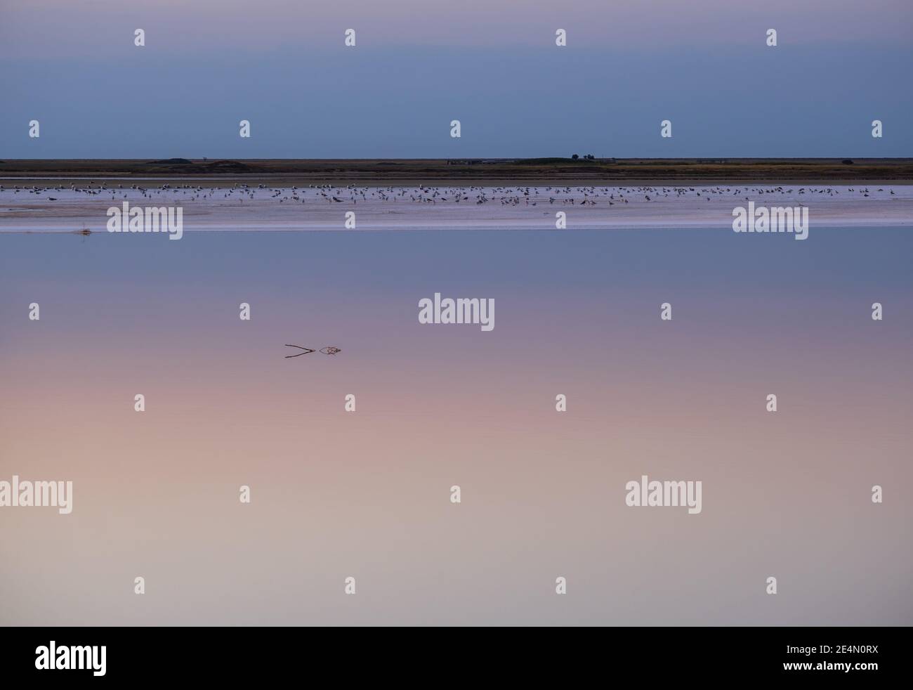 Seagull birds on sunset Genichesk pink extremely salty lake (colored by ...