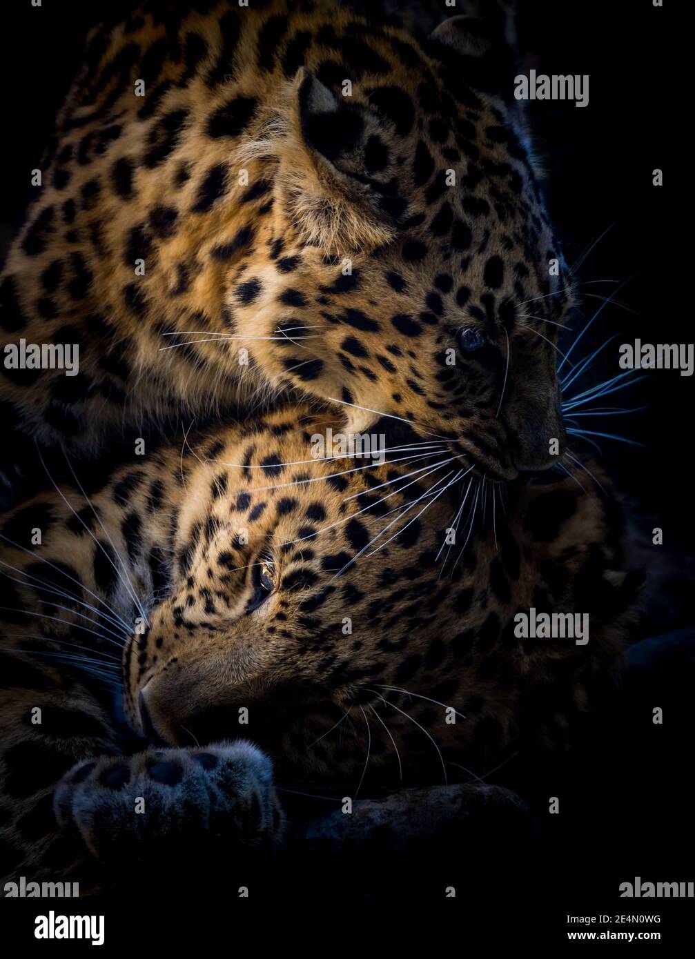 Luka leopard hi-res stock photography and images - Alamy