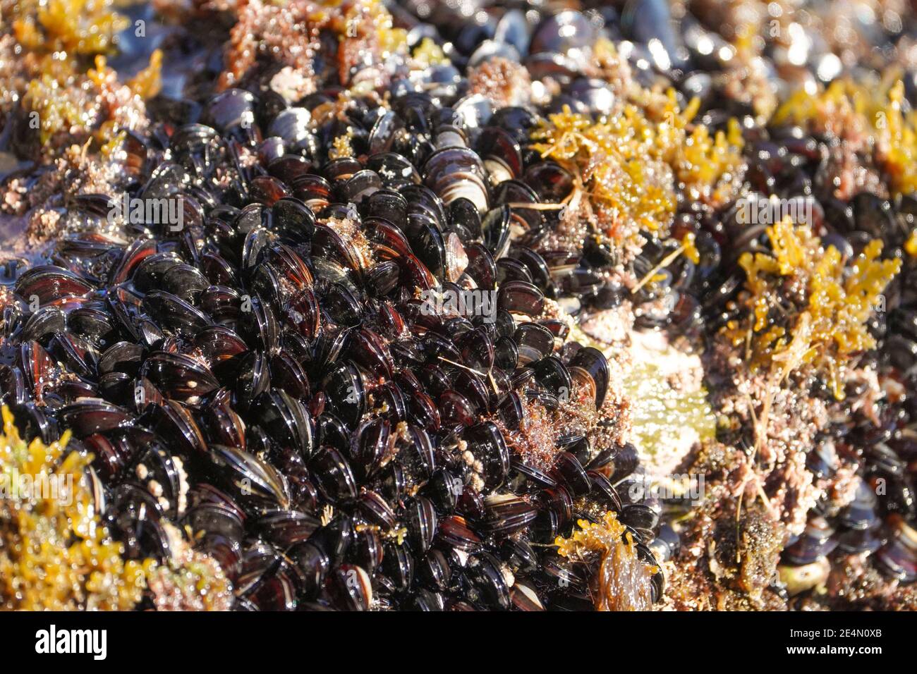 Mediterranean sea shells hi-res stock photography and images - Alamy