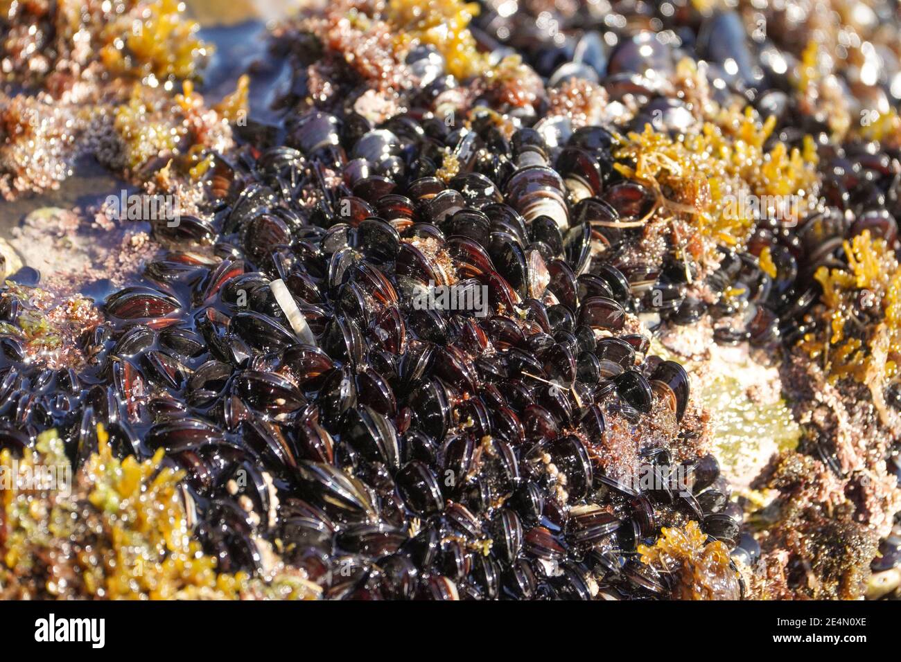 Rock mytilus edulis hi-res stock photography and images - Alamy