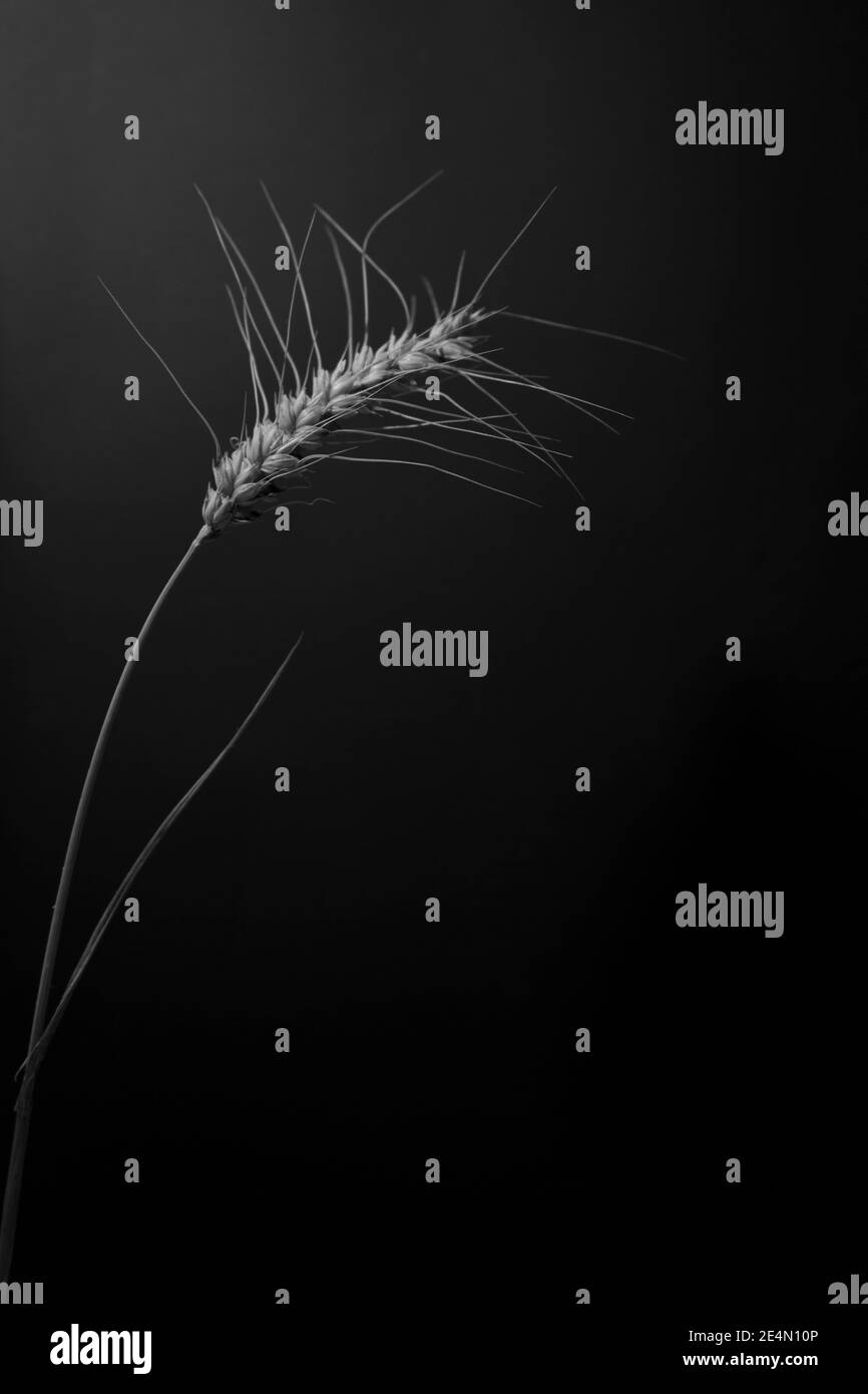 Dried rye grass on the black background - b&w Stock Photo - Alamy