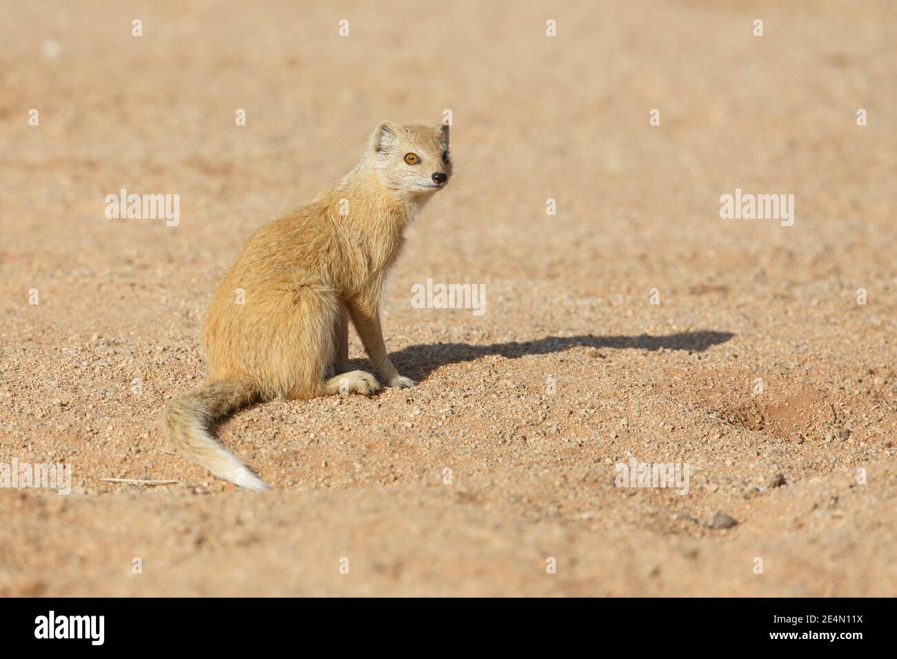 Yellow mongoose, Solitaire, Namibia, August 2013 Stock Photo - Alamy