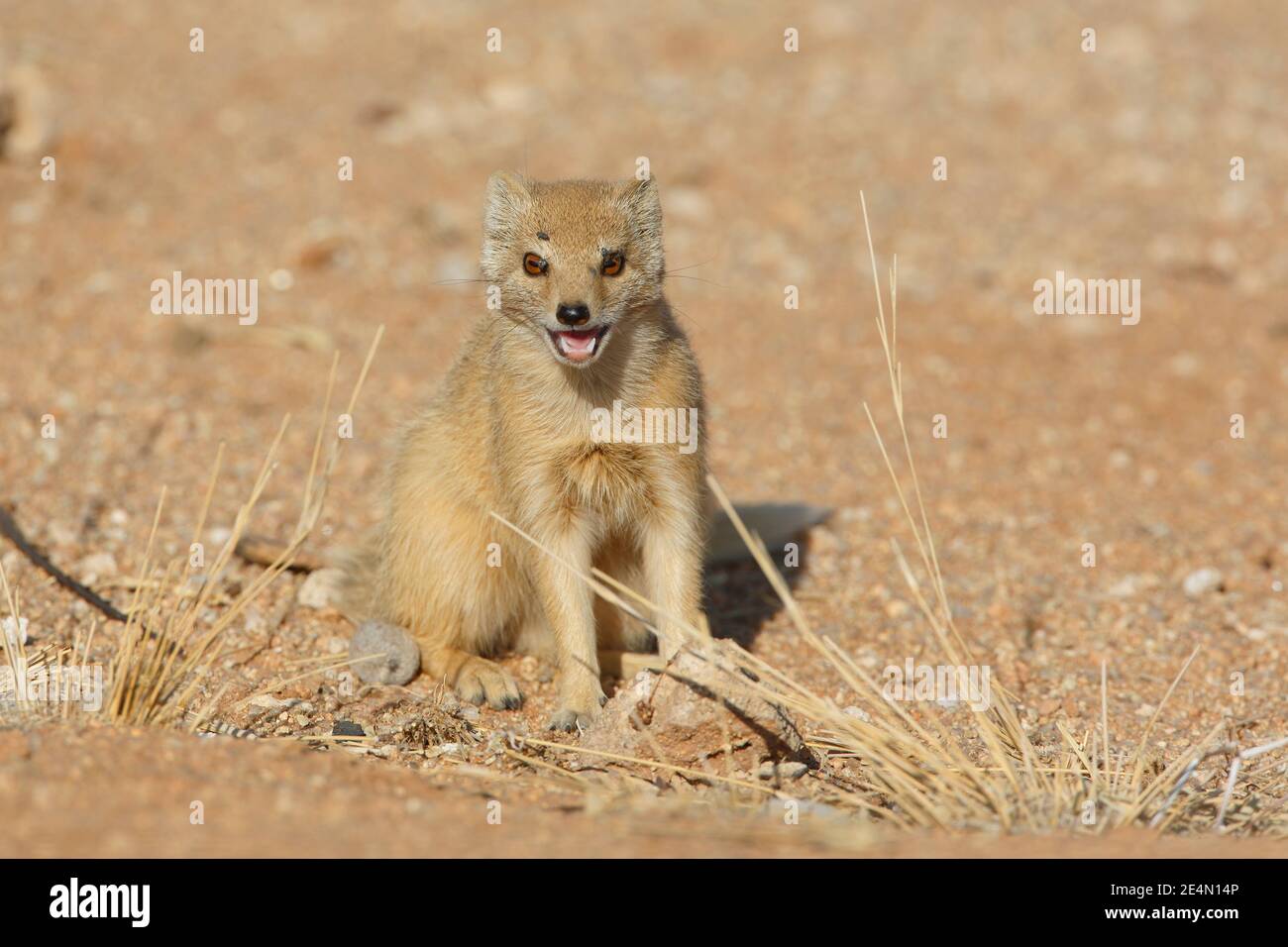 Yellow mongoose, Solitaire, Namibia, August 2013 Stock Photo - Alamy