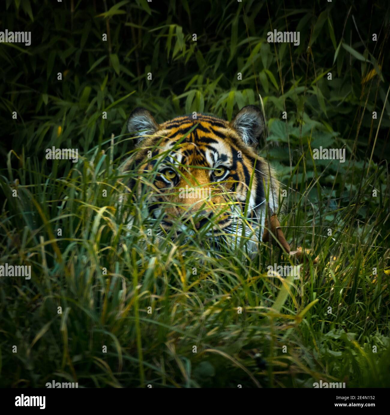 sumatran tiger peaking secretly Stock Photo - Alamy