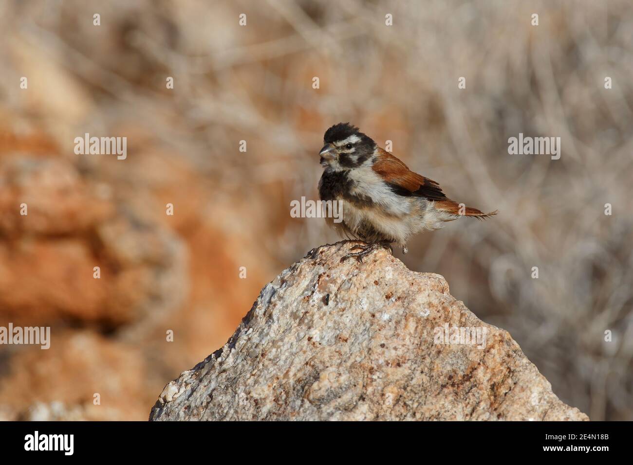 Black headed canary serinus alario hi-res stock photography and images ...