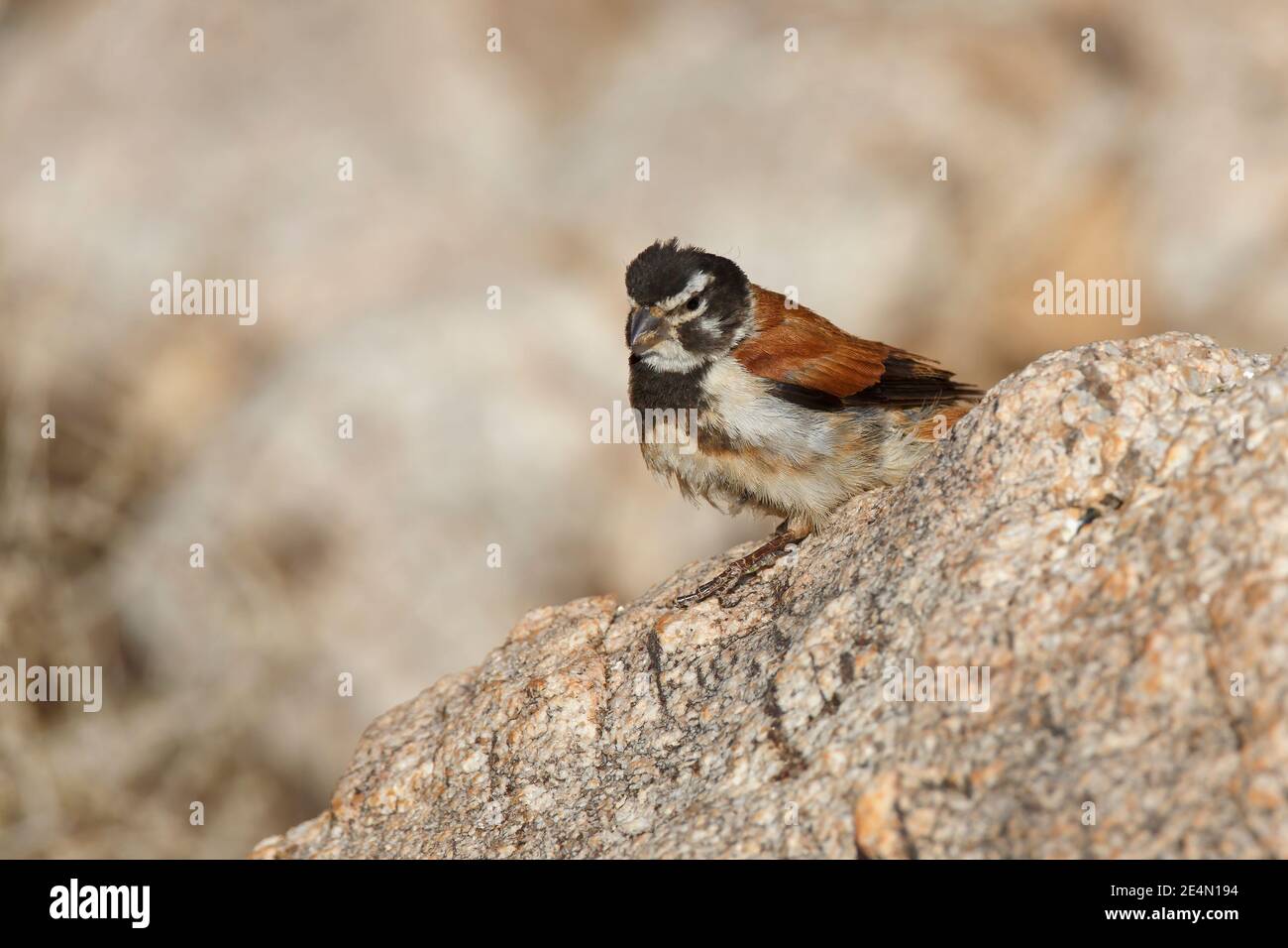 Black headed canary serinus alario hi-res stock photography and images ...