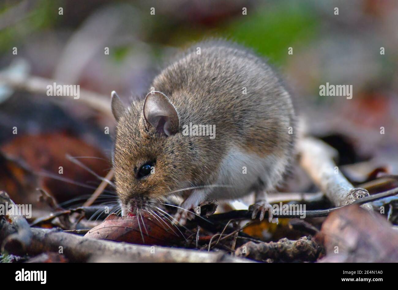 Shrew mouse hi-res stock photography and images - Alamy