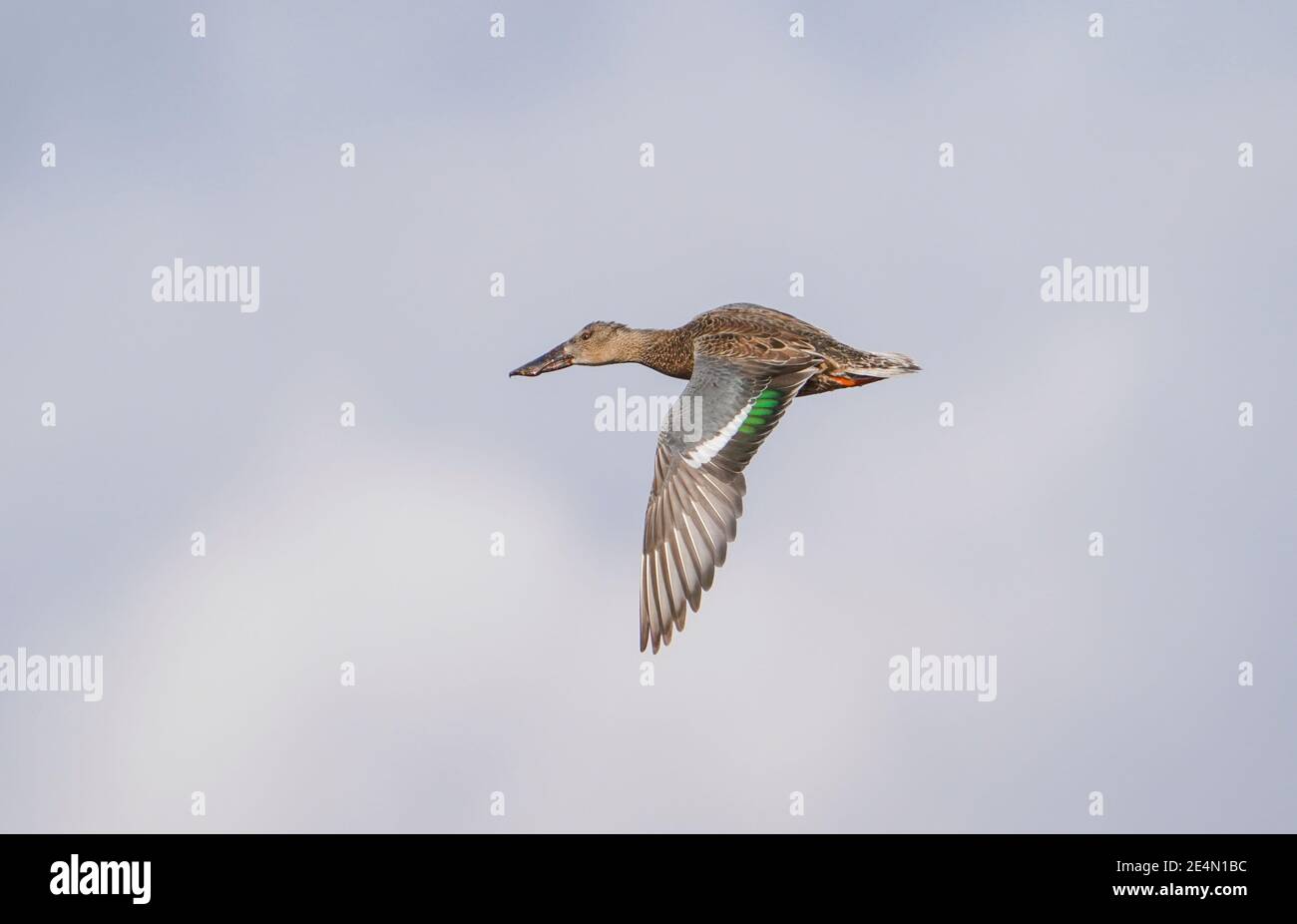 Female northern shoveler in flight hi-res stock photography and images - Alamy