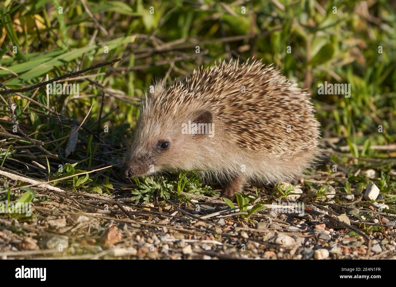 A young European hedgehog at the side of a trail. Spain Stock Photo - Alamy