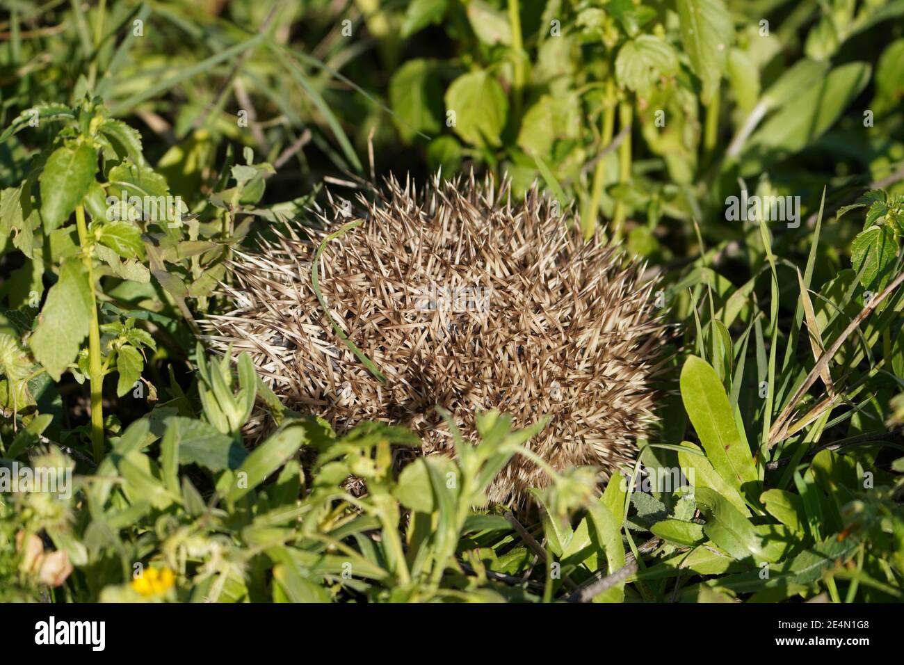 Hedgehog in a ball hi-res stock photography and images - Alamy