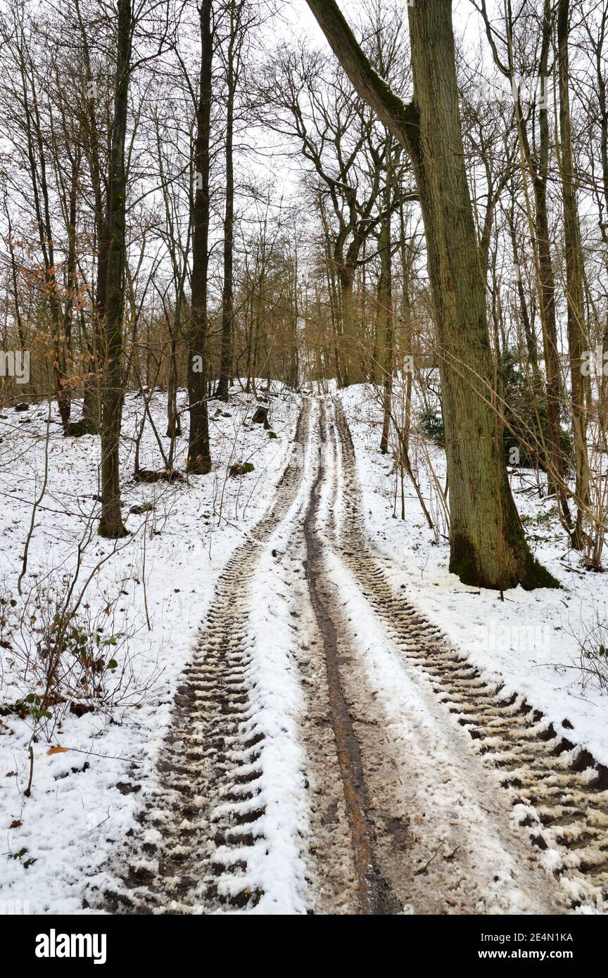 Snowy path in a snowy forest during winter Stock Photo - Alamy