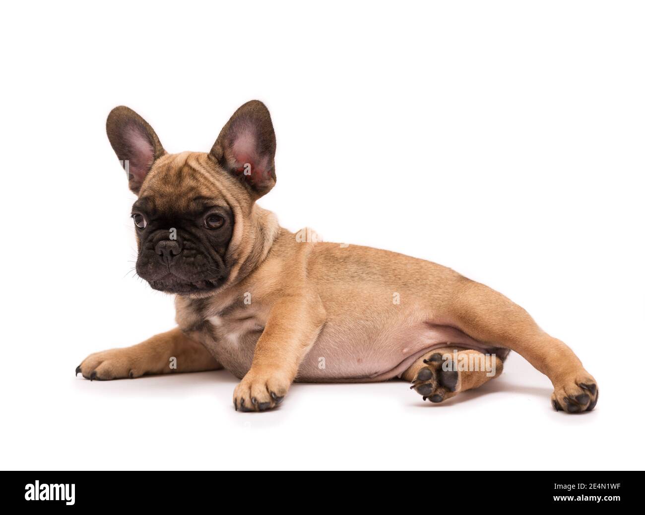 French Bulldog puppy. Cute little puppy Stock Photo - Alamy