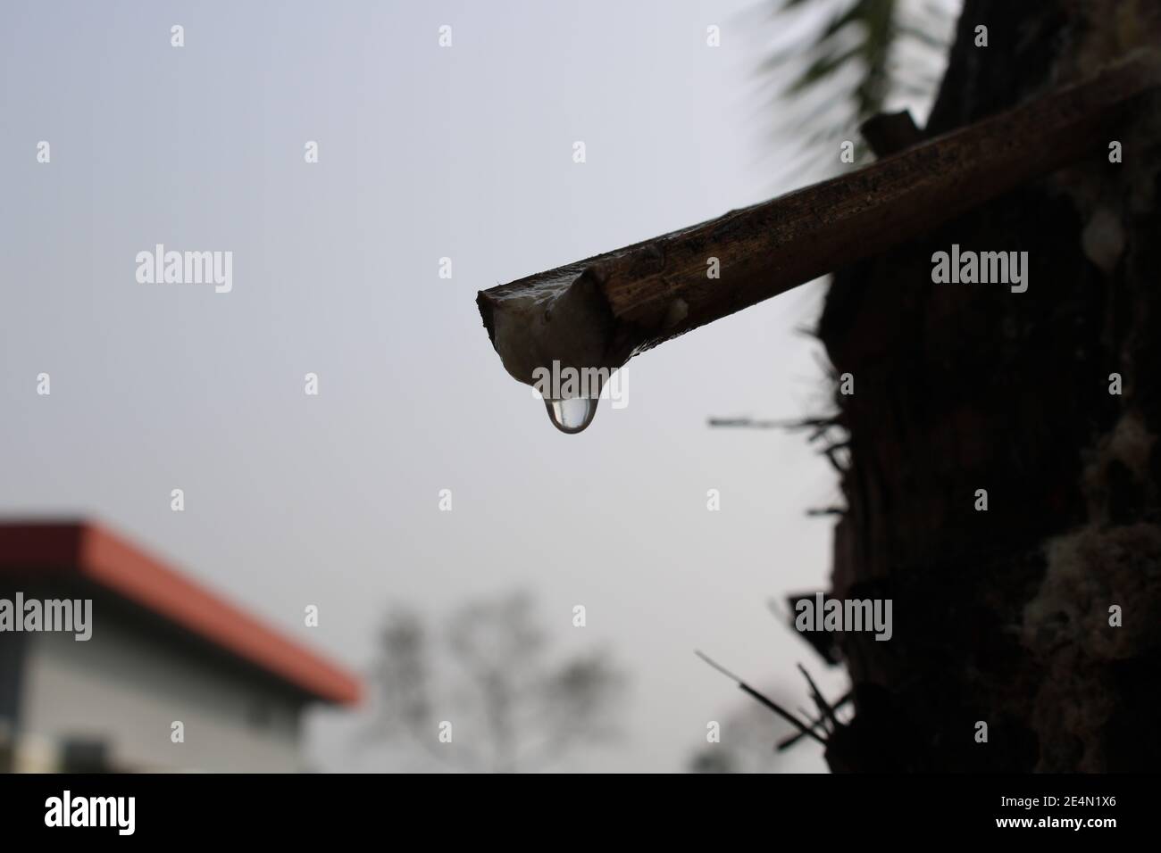 Date-palm tree winter morning photo capture from Bangladesh.Natural ...