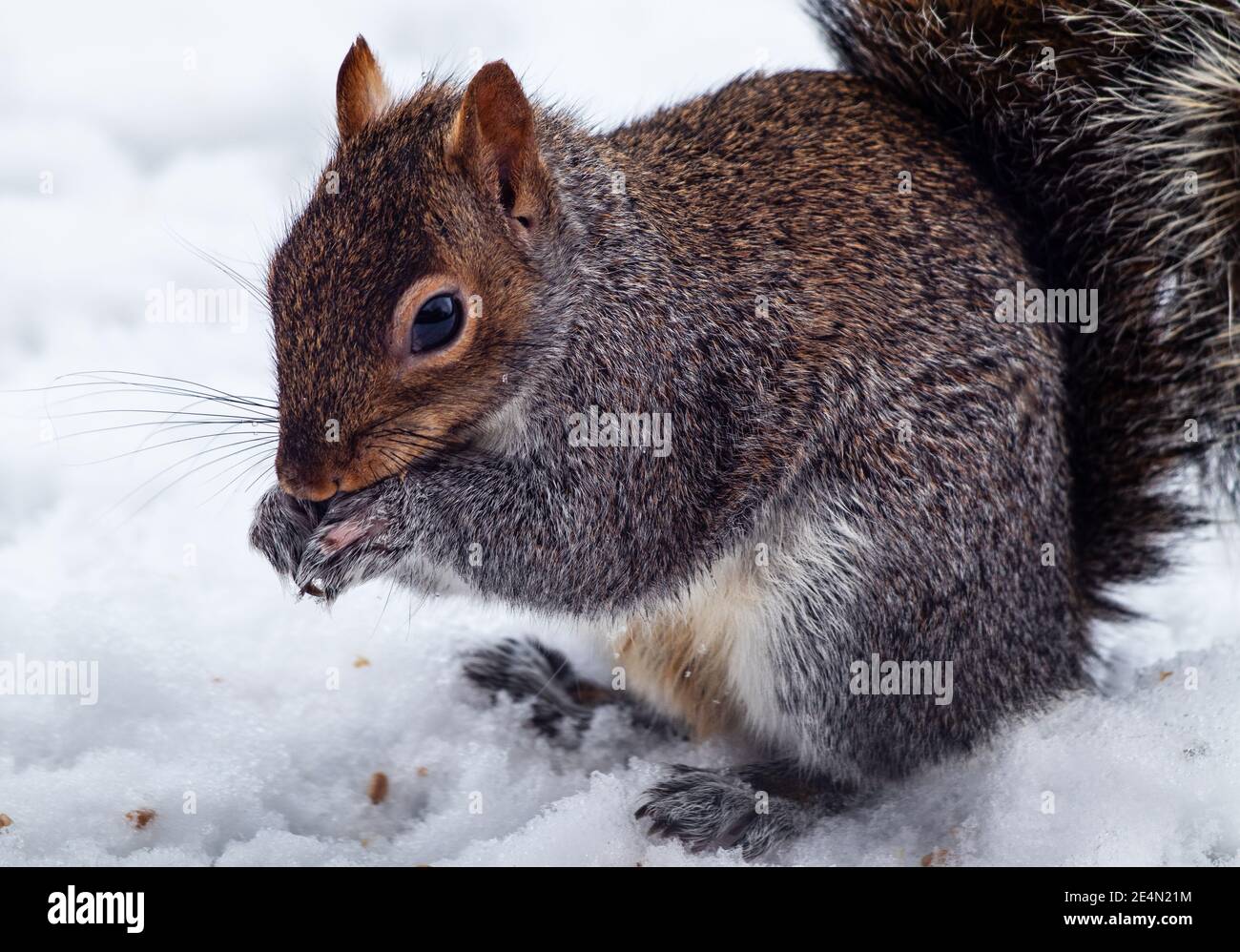 Grey squirrel eating nuts in the snow Stock Photo - Alamy