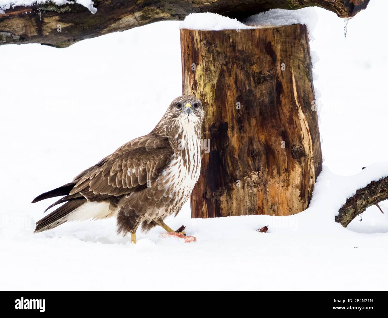 Buzzard snow wales hi-res stock photography and images - Alamy