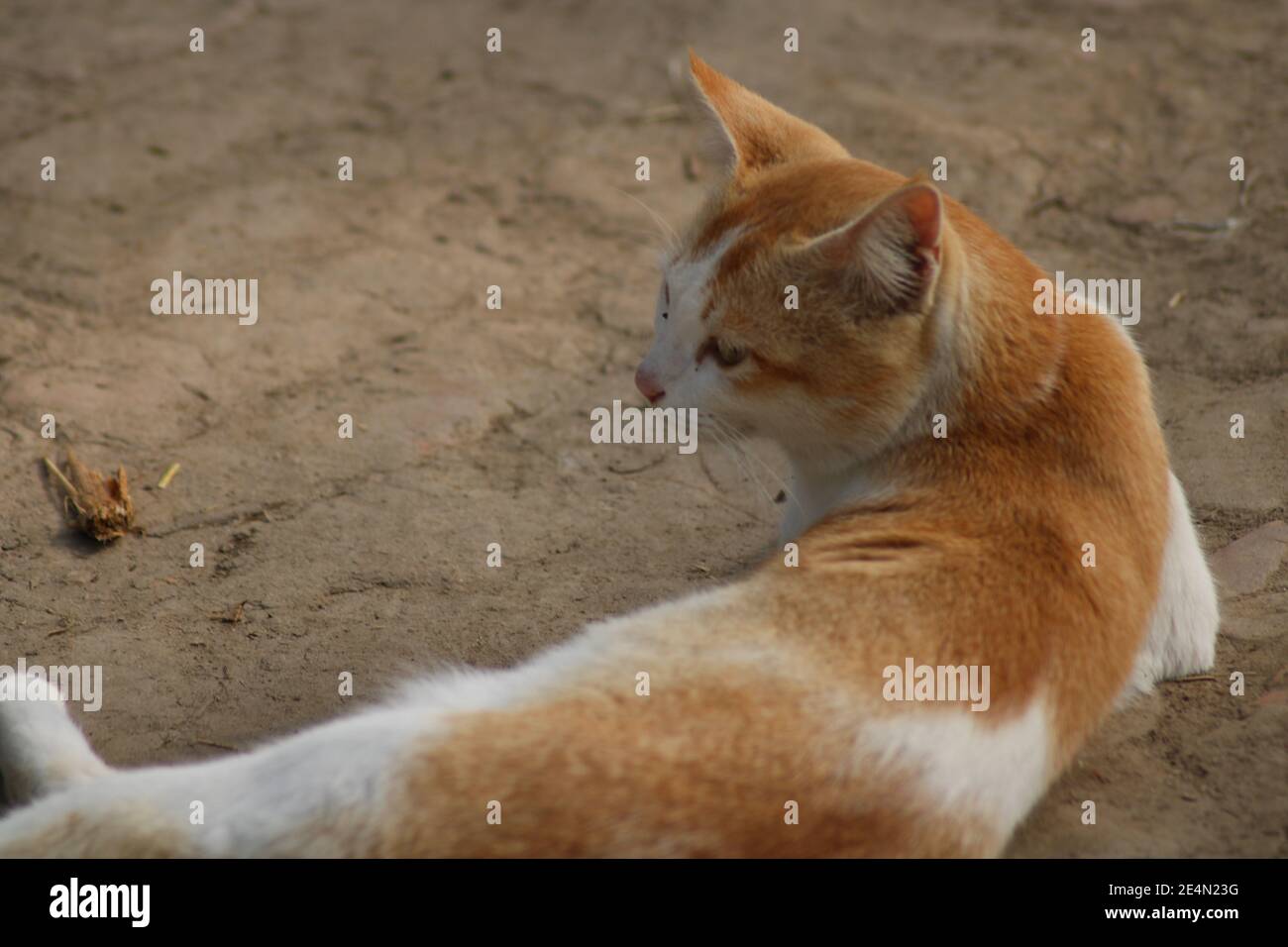 Nice cat on the sand closeup photo capture at Dhaka, Bangladesh Stock ...