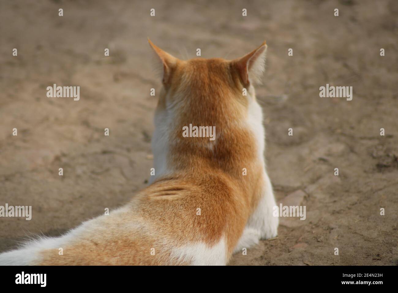 Nice cat on the sand closeup photo capture at Dhaka, Bangladesh Stock ...