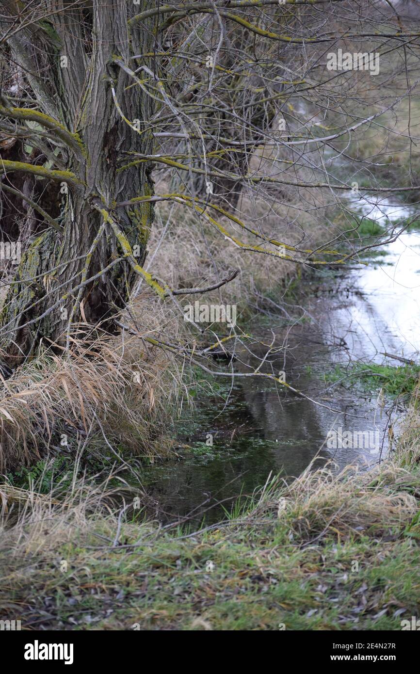 typical Meadow landscape with changing Water levels Stock Photo - Alamy