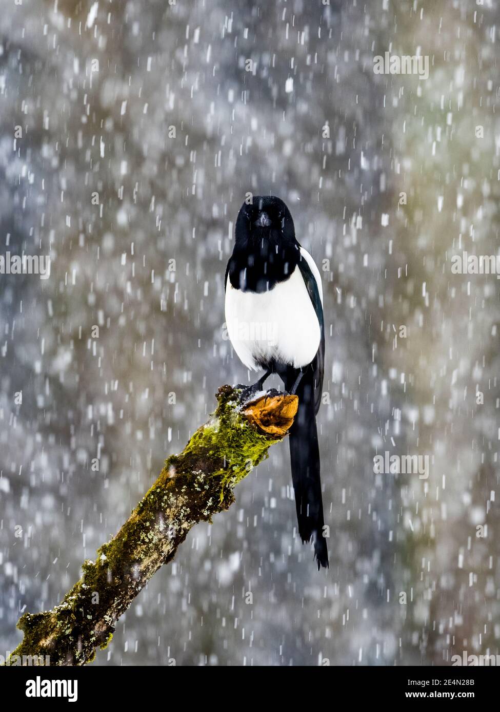 Magpie feeding in a garden hi-res stock photography and images - Alamy