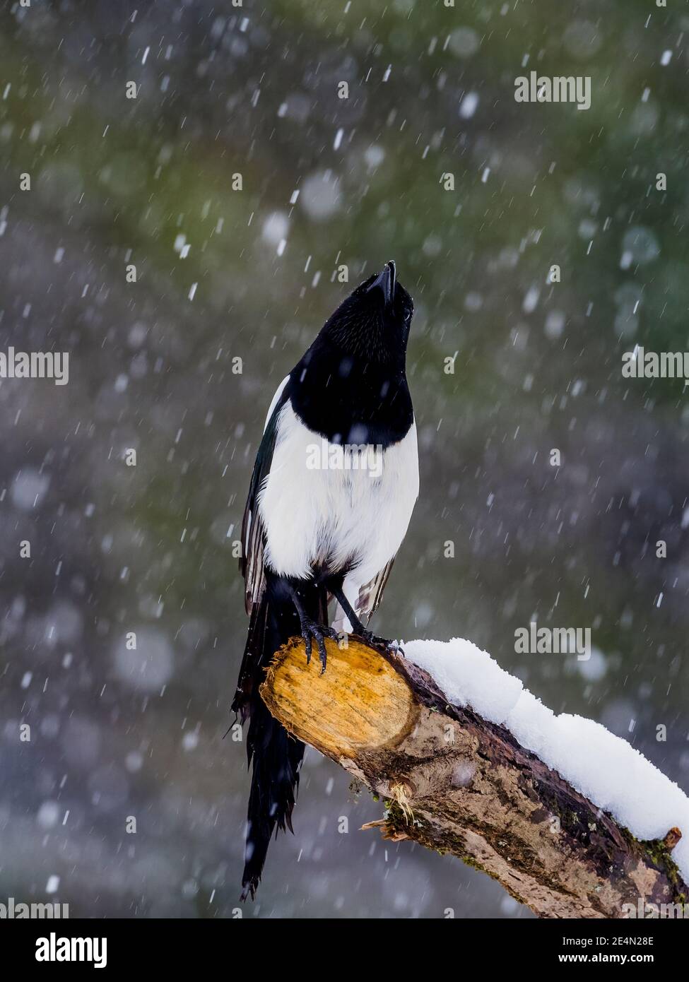 A magpie in the snow in winter in mid Wales Stock Photo - Alamy