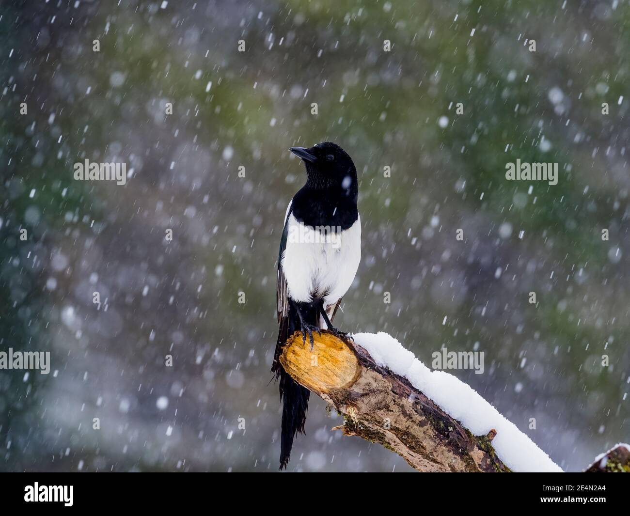 Magpie feeding in a garden hi-res stock photography and images - Alamy