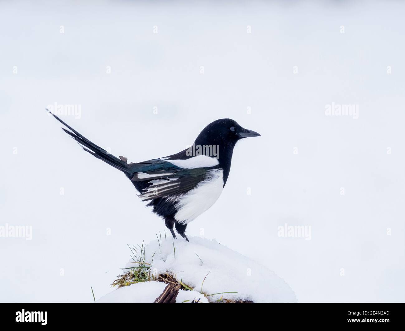 Magpie feeding in a garden hi-res stock photography and images - Alamy
