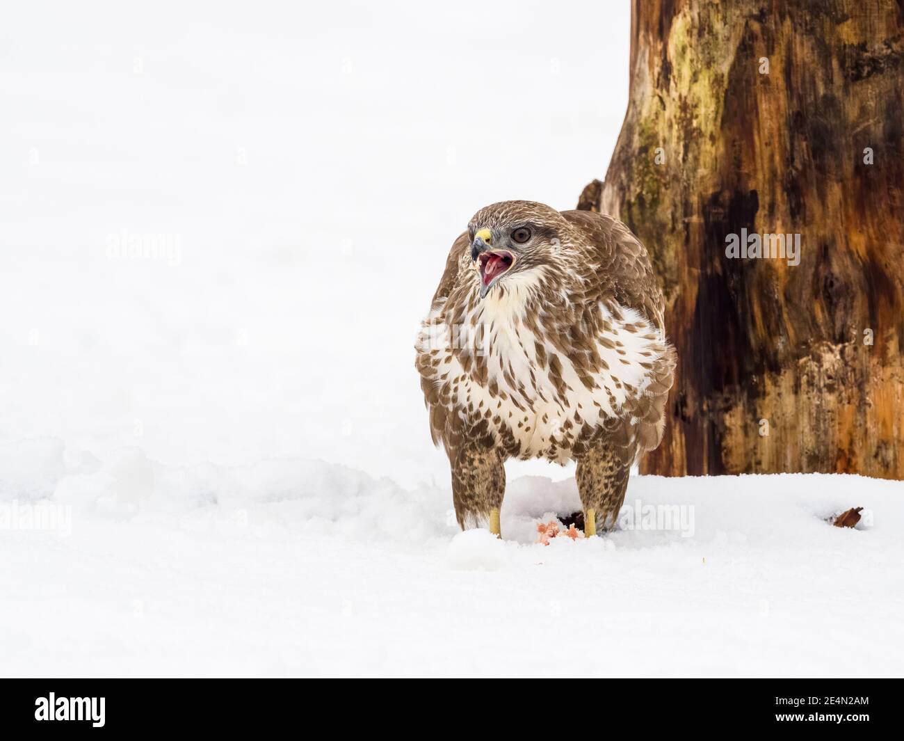 Buzzard snow wales hi-res stock photography and images - Alamy