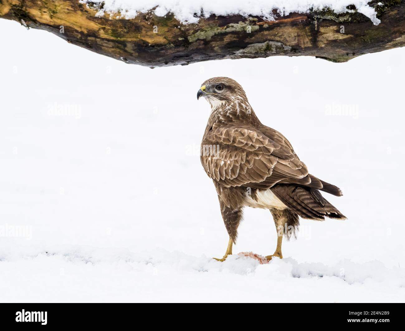 Buzzard snow wales hi-res stock photography and images - Alamy