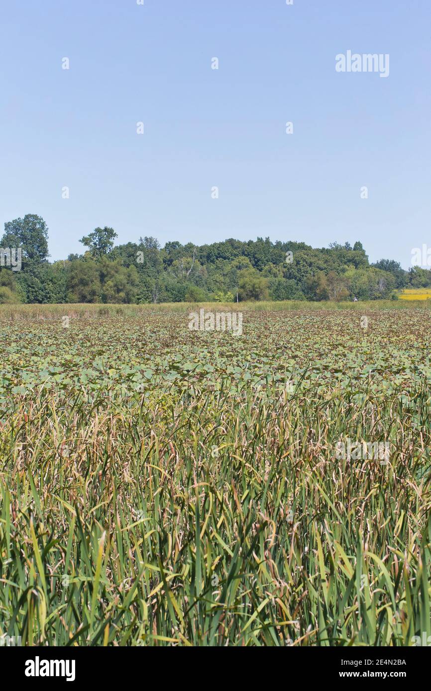 American Lotus Nelumbo Lutea High Resolution Stock Photography and ...