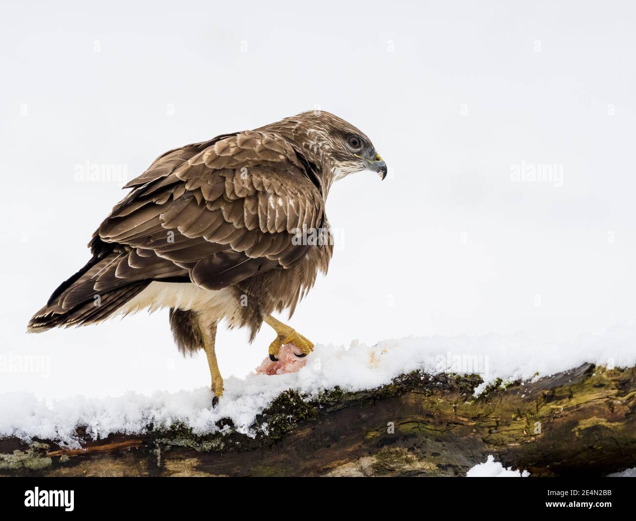 A common buzzard in the snow in winter in mid Wales Stock Photo - Alamy