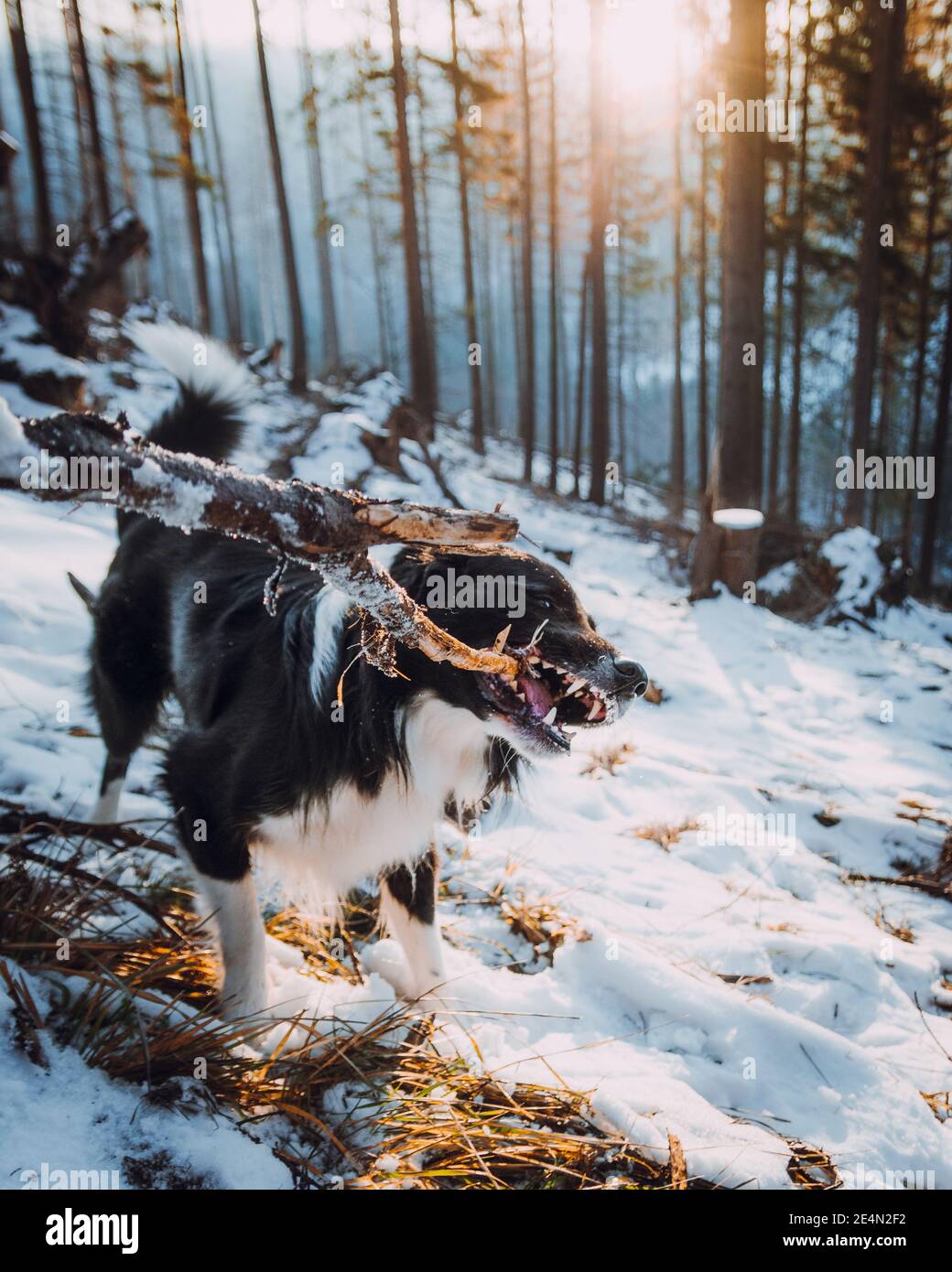 Border collie biting a stick hi-res stock photography and images - Alamy