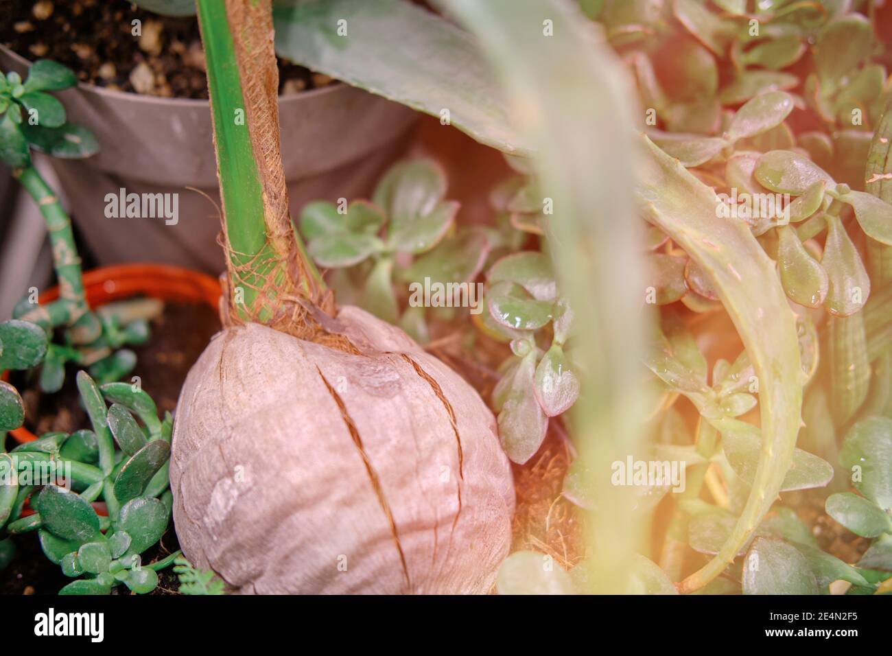Coconut tree bonsai hi-res stock photography and images - Alamy