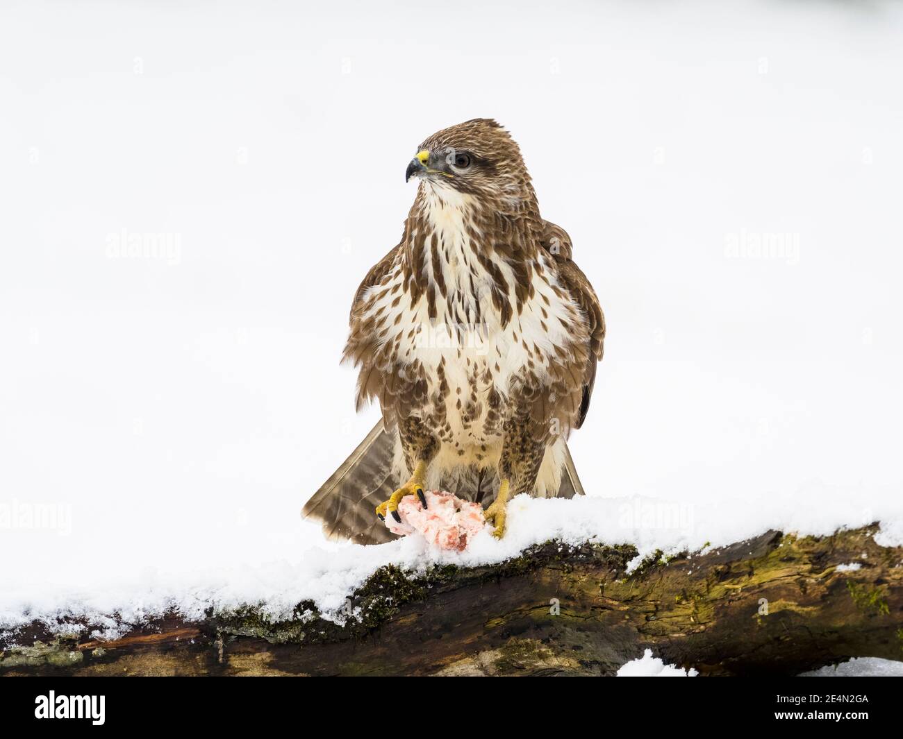 Buzzard snow wales hi-res stock photography and images - Alamy
