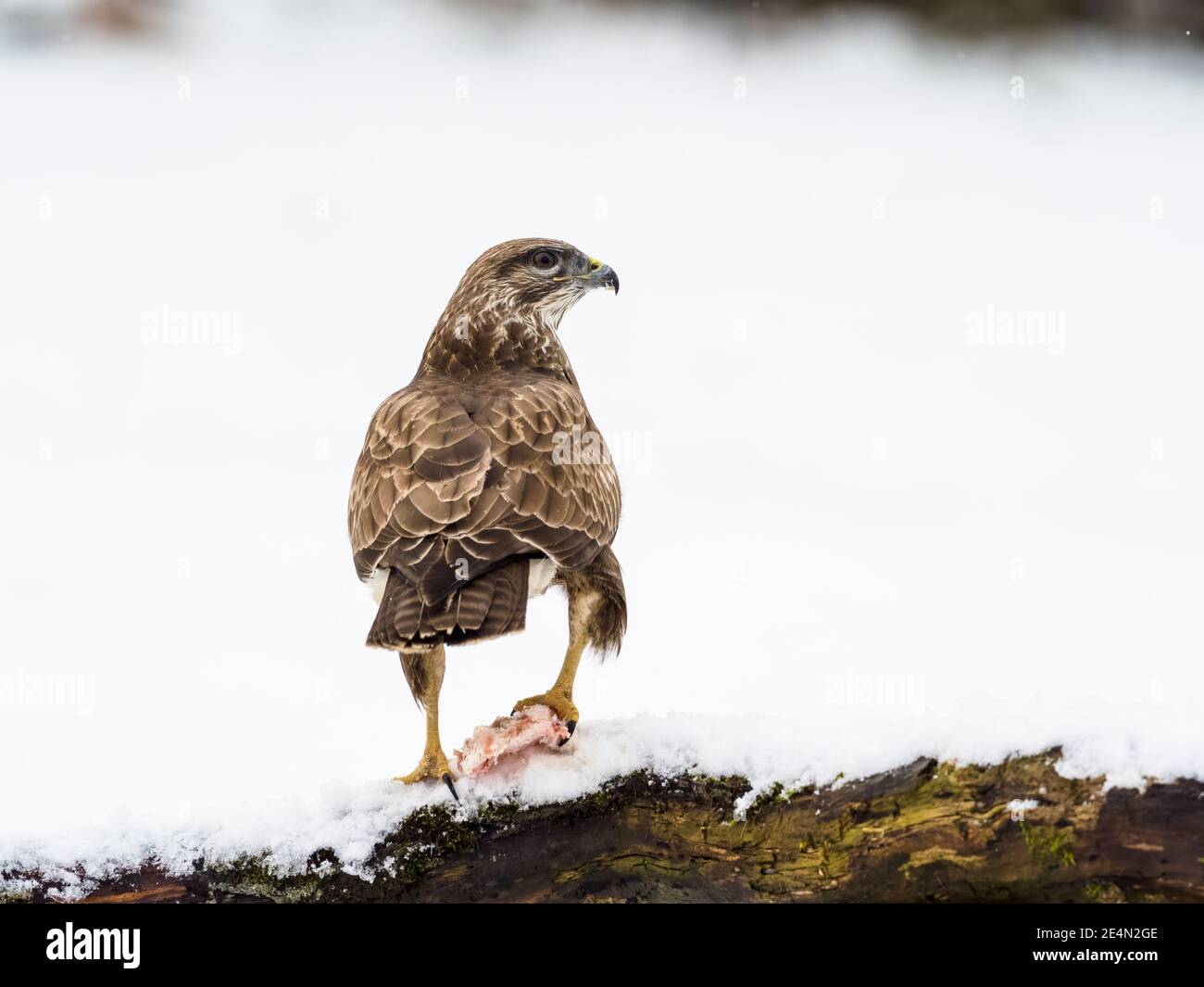 Buzzard snow wales hi-res stock photography and images - Alamy