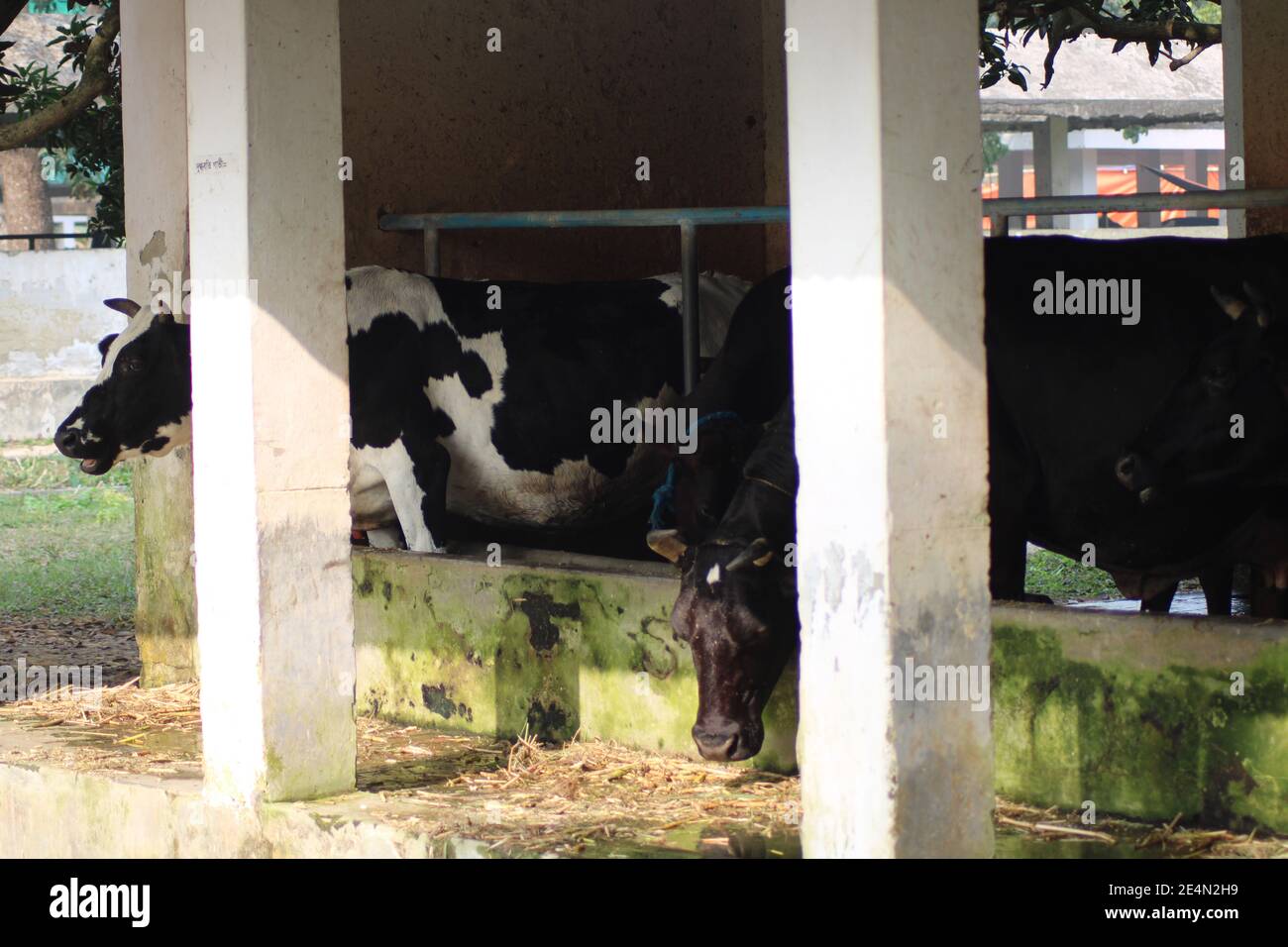 Diary milk farm with cow photo capture at Dhaka, Bangladesh Stock Photo ...